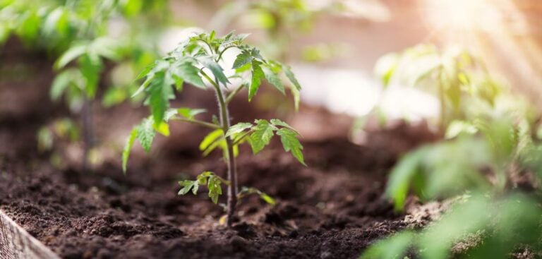 All About Planting, Growing, and Enjoying the Bella Rosa Tomato ...