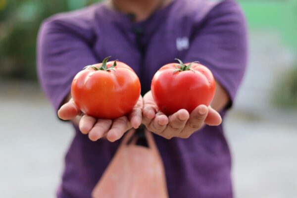 All About Planting, Growing, and Enjoying the Bella Rosa Tomato ...