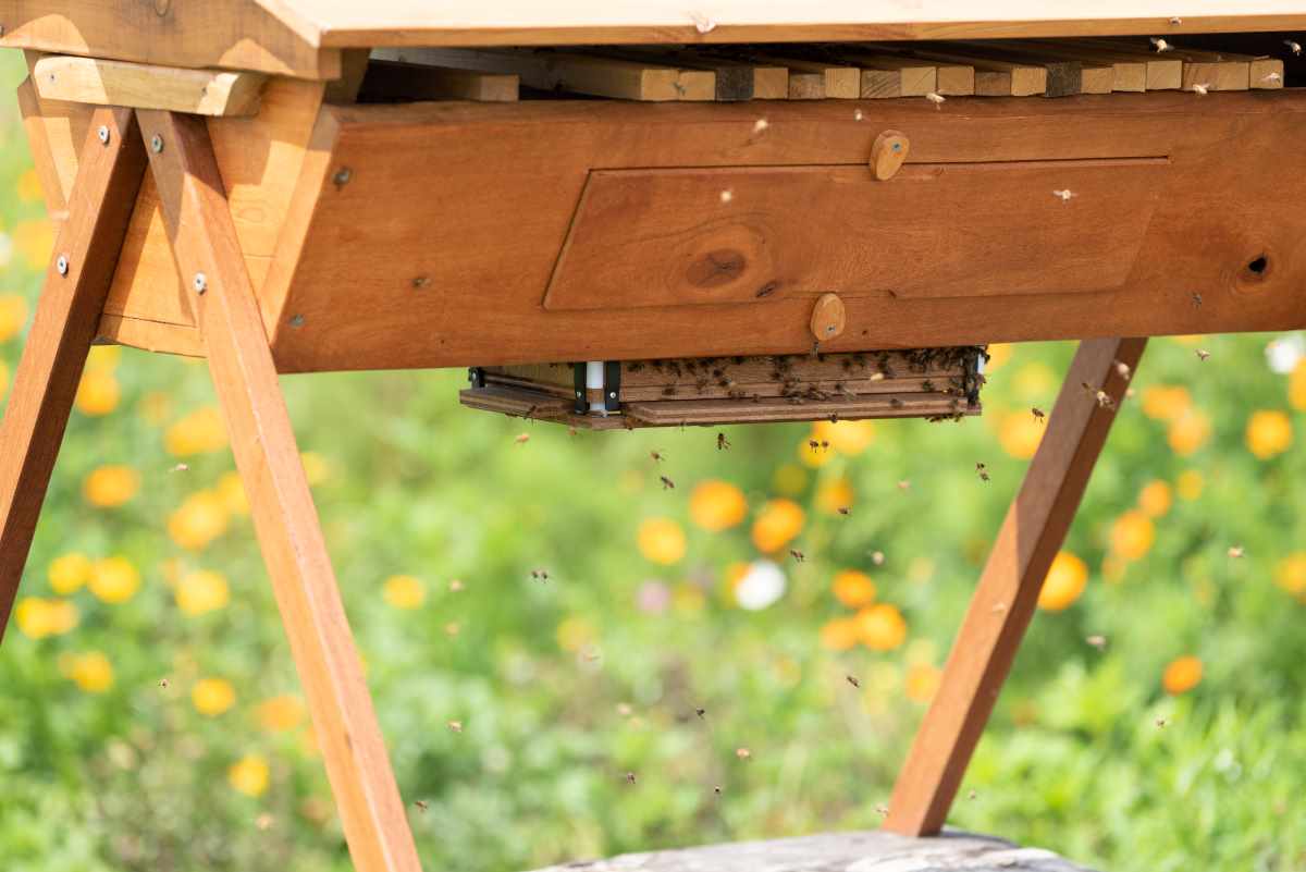 The 7 Best Types of Beehives for Beekeepers - Minneopa Orchards