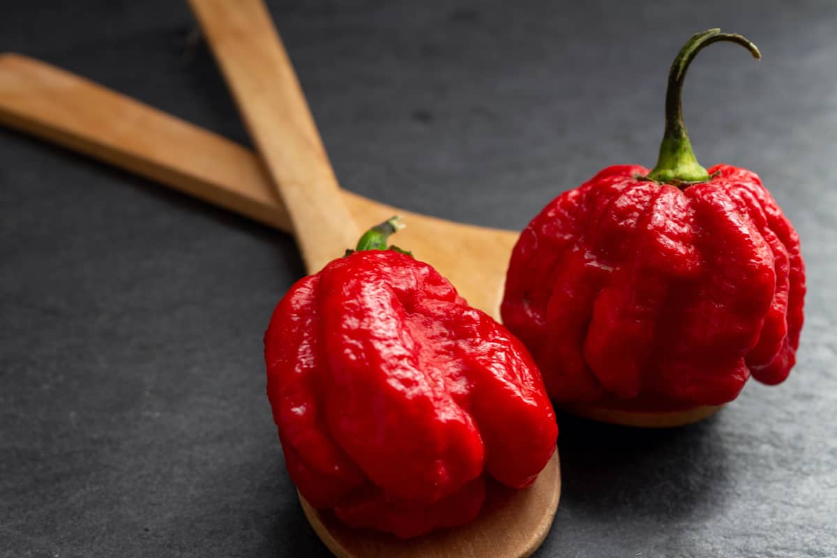 All About the Trinidad Scorpion Butch T Pepper - Minneopa Orchards