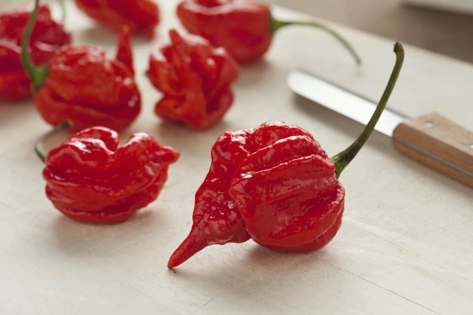 All About the Trinidad Scorpion Pepper - Minneopa Orchards
