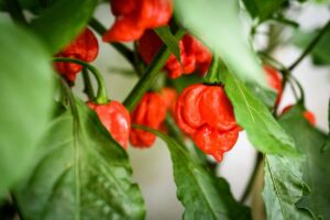 All About the Trinidad Scorpion Pepper - Minneopa Orchards