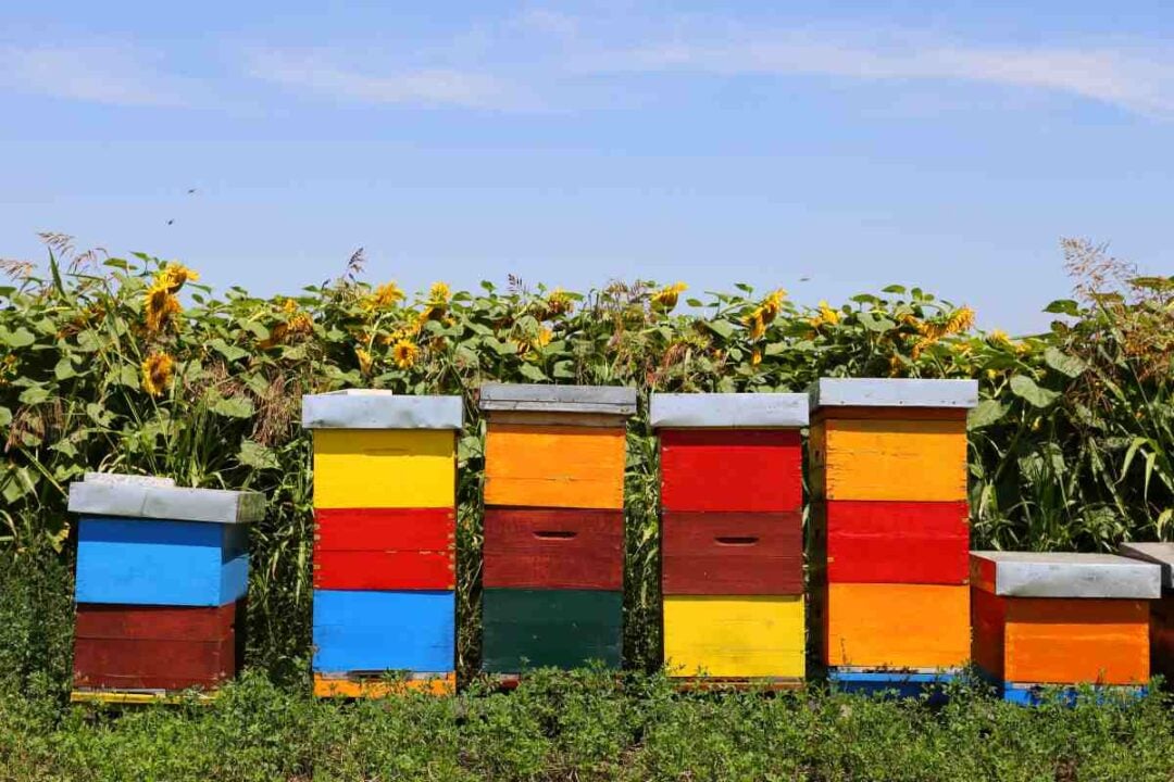 The 7 Best Types of Beehives for Beekeepers - Minneopa Orchards
