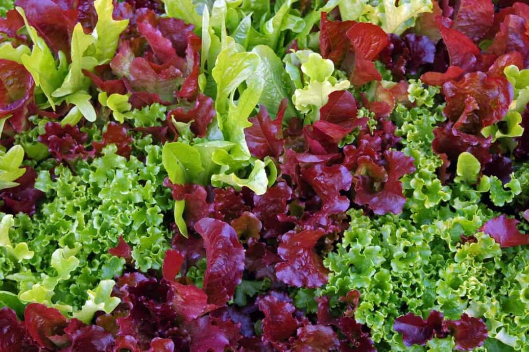 How to Plant Lettuce - Minneopa Orchards