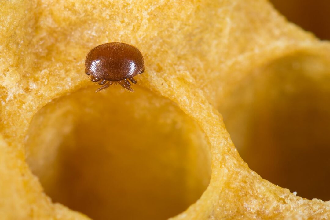 Oxalic Acid Bee Treatment: The Best Beekeeper's Guide - Minneopa Orchards