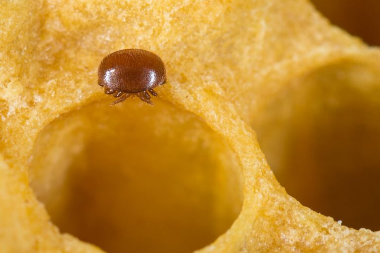 Oxalic Acid Bee Treatment: The Best Beekeeper's Guide - Minneopa Orchards