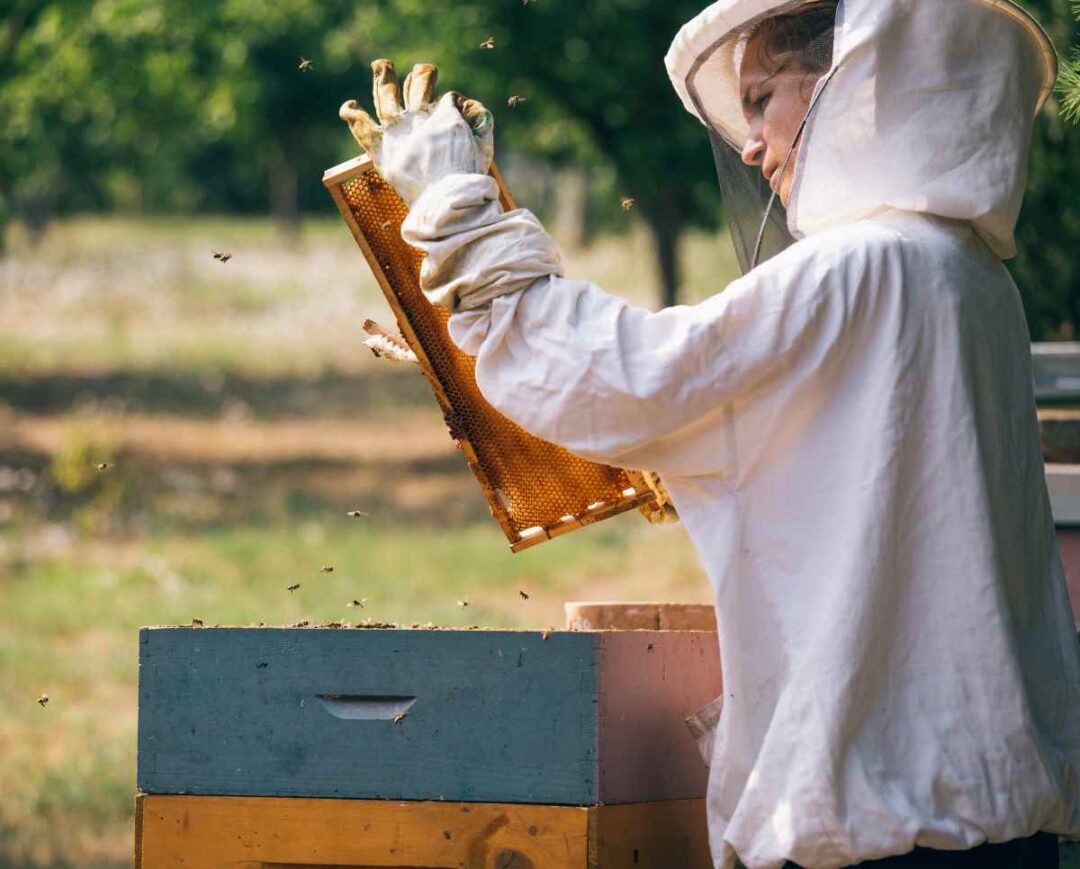 The 7 Best Types of Beehives for Beekeepers - Minneopa Orchards