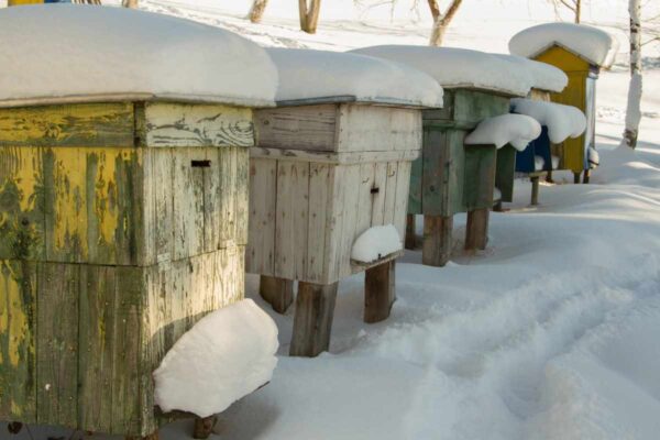 Wintering Bees: Everything You Need to Know - Minneopa Orchards