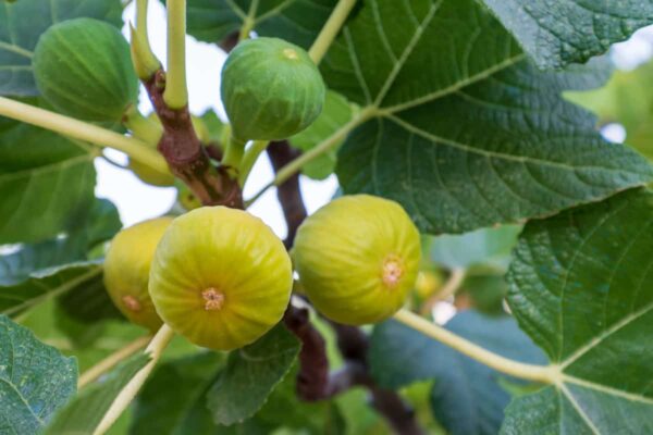 All About the Yellow Fig - Minneopa Orchards