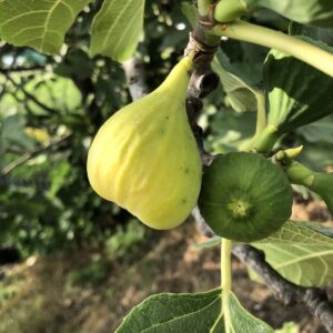 All About the Yellow Fig - Minneopa Orchards