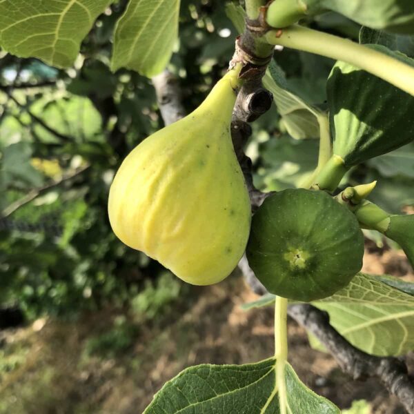 All About the Yellow Fig - Minneopa Orchards