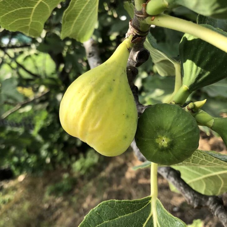 All About the Yellow Fig - Minneopa Orchards