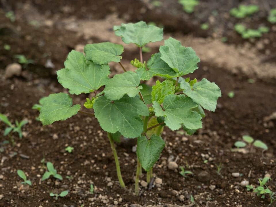How to Plant Okra - Minneopa Orchards