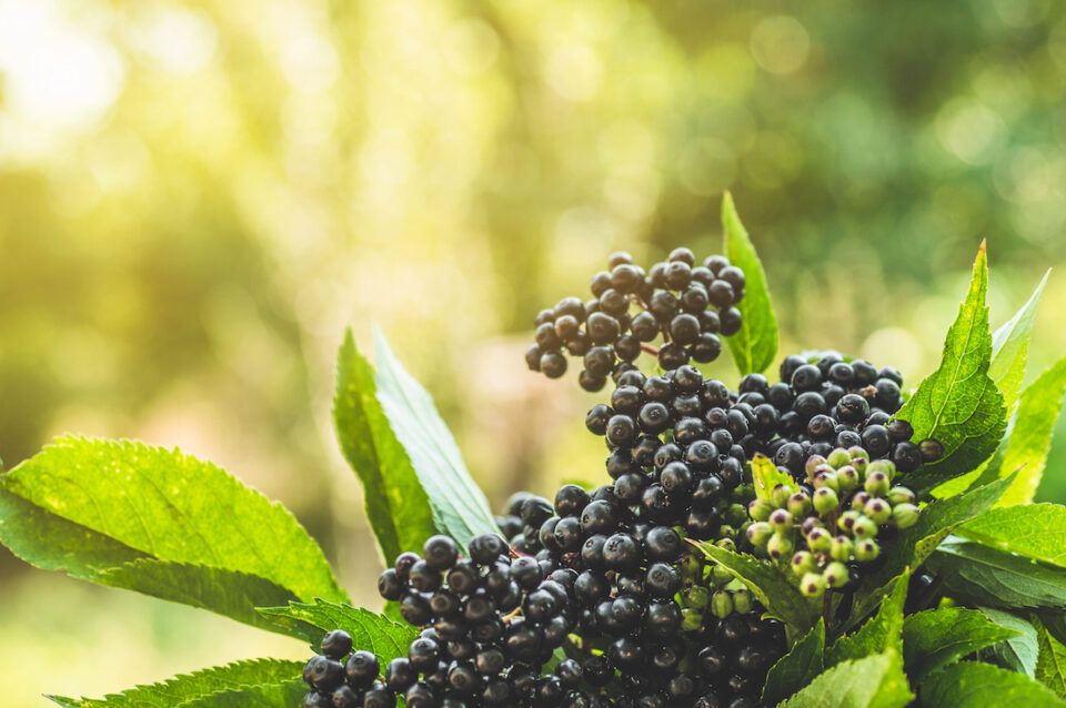 All About the Beautiful Adams Elderberry - Minneopa Orchards