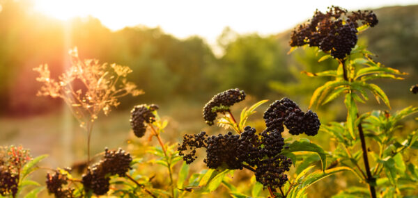 All About the Beautiful Adams Elderberry - Minneopa Orchards
