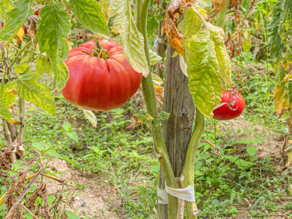 All About The Enormous Beefmaster Tomato - Minneopa Orchards