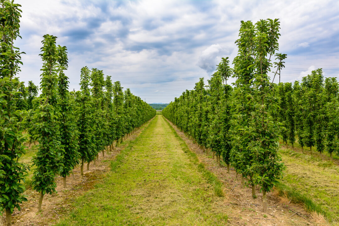 How to Grow Columnar Fruit Trees - Minneopa Orchards