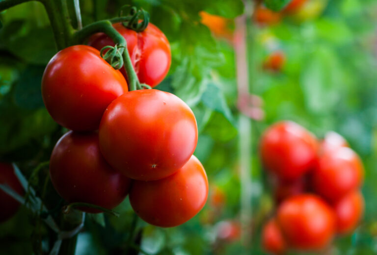 All About the Siletz Tomato - Minneopa Orchards