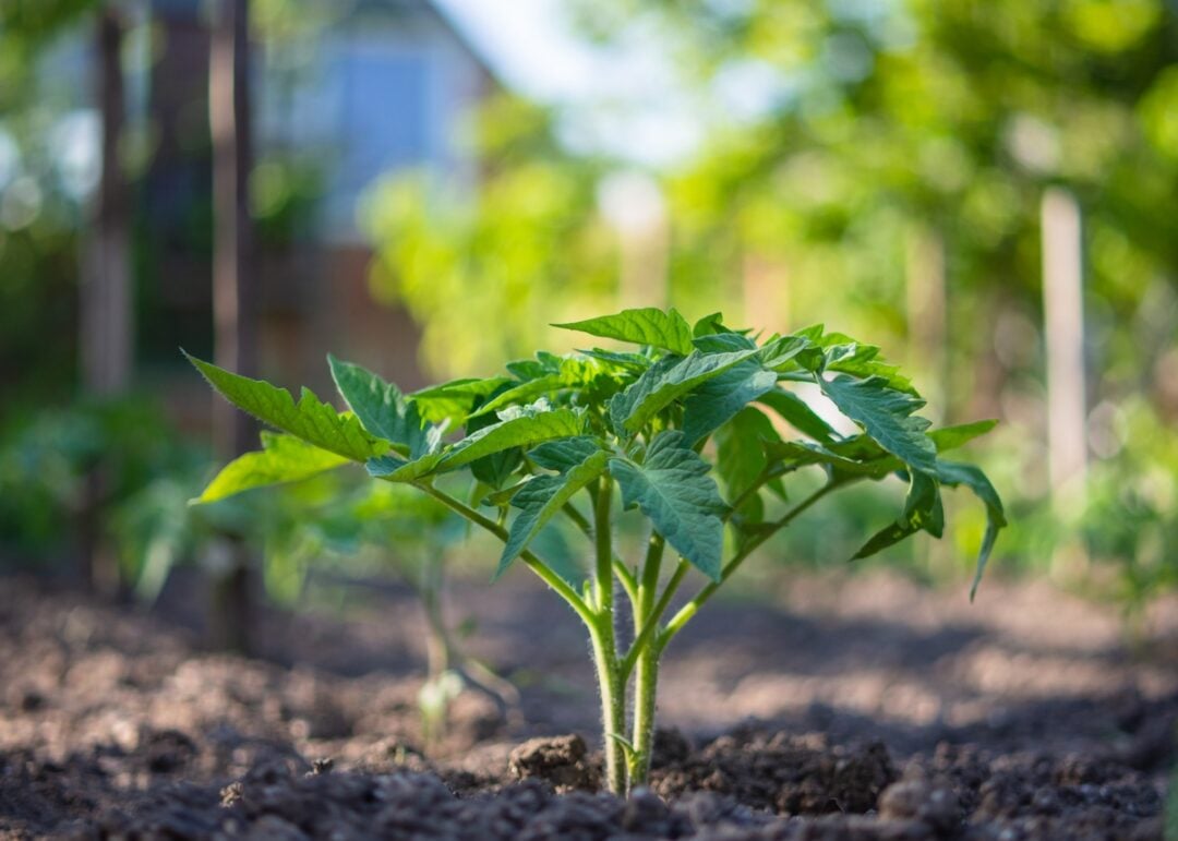 All About The Better Bush Tomato - Minneopa Orchards