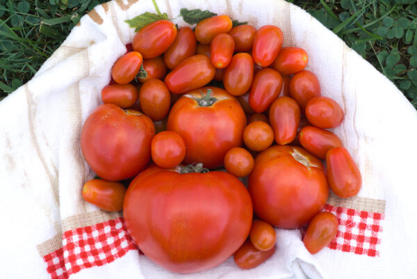 All About The Better Bush Tomato - Minneopa Orchards