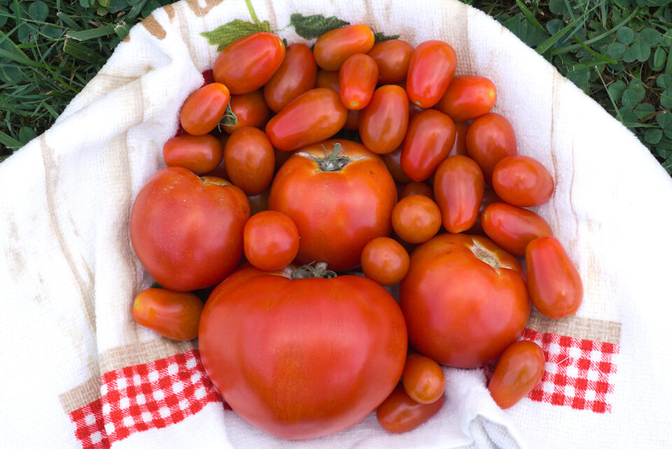 All About The Better Bush Tomato - Minneopa Orchards