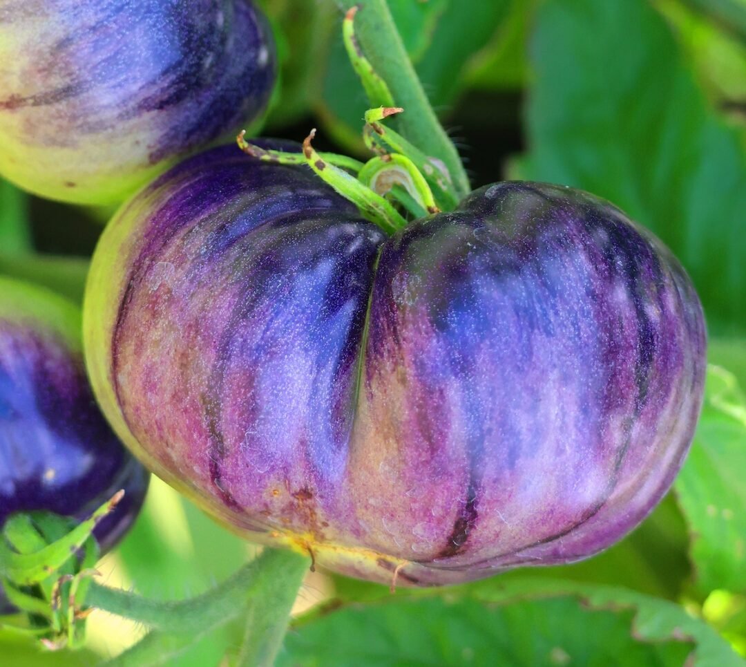 All About The Blue Beauty Tomato - Minneopa Orchards