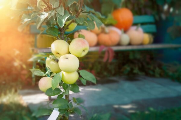 Columnar Apple Trees Growing and Care - Minneopa Orchards