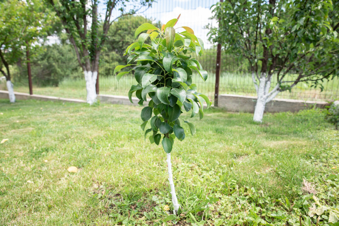 How to Grow Columnar Fruit Trees - Minneopa Orchards
