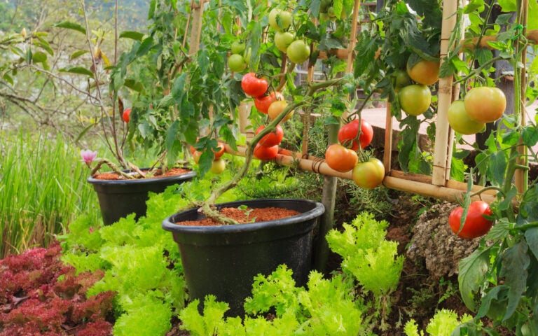 The 10 Best Tomato Plants for Containers - Minneopa Orchards