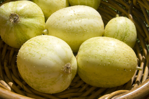 Crystal Apple Cucumbers - Minneopa Orchards