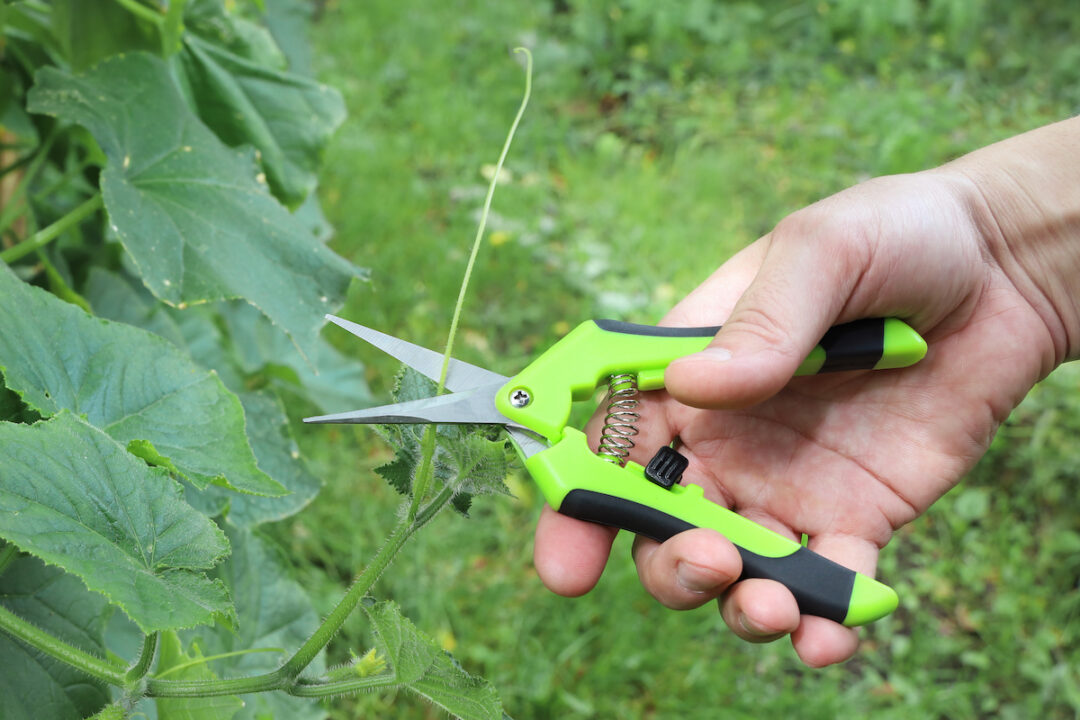 Properly Pruning Cucumbers: A Beginner's Guide To A Great Harvest ...
