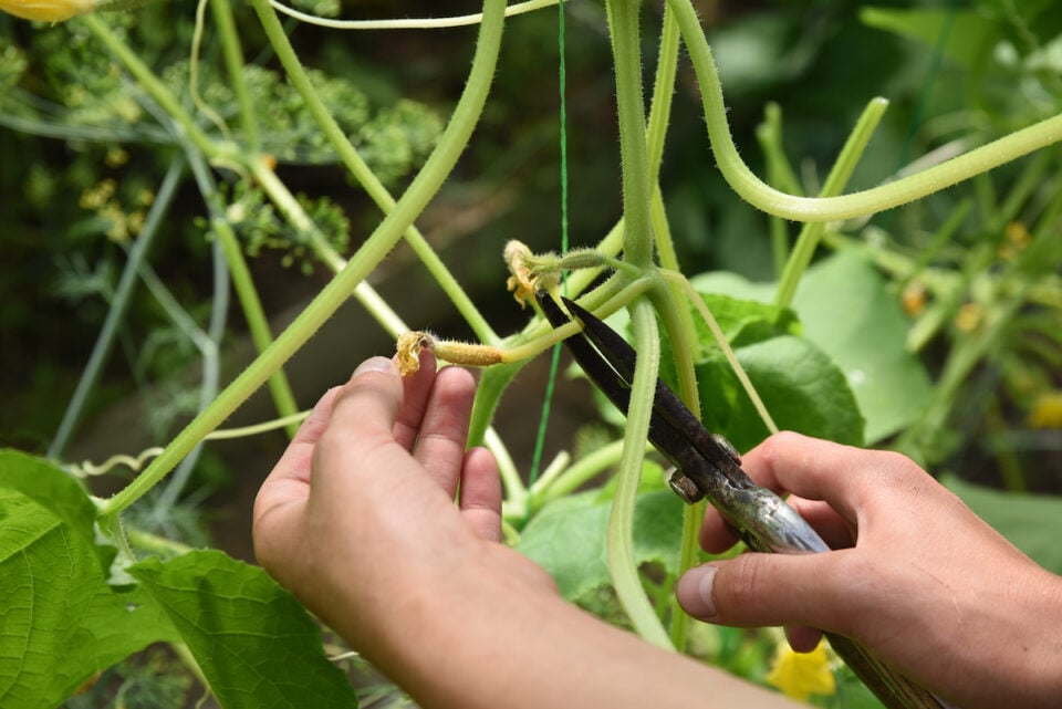 Properly Pruning Cucumbers: A Beginner's Guide To A Great Harvest ...