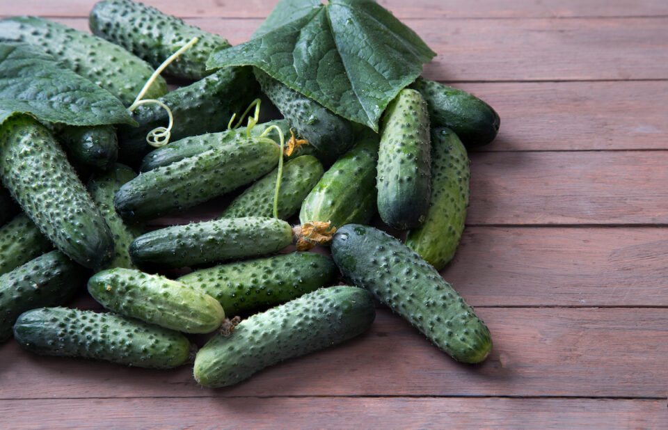 Properly Pruning Cucumbers: A Beginner's Guide To A Great Harvest ...