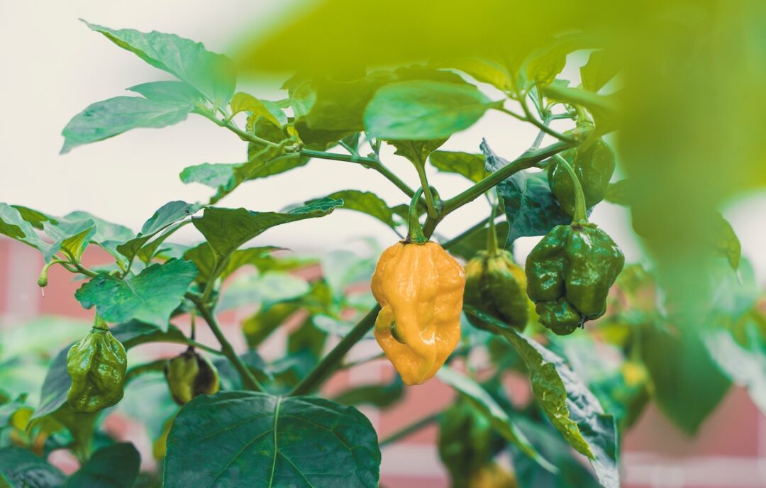 All About the Hot Fatalii Pepper - Minneopa Orchards