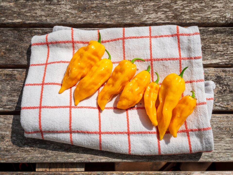 All About the Hot Fatalii Pepper - Minneopa Orchards