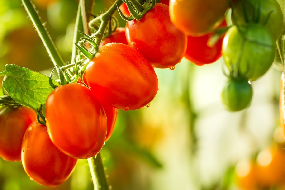 All About The Savory Grape Tomato - Minneopa Orchards
