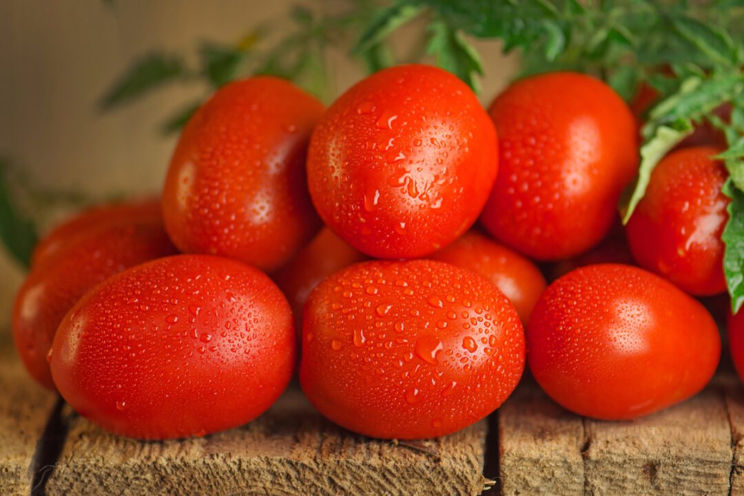 Growing Roma Tomatoes in Pots the Right Way - Minneopa Orchards