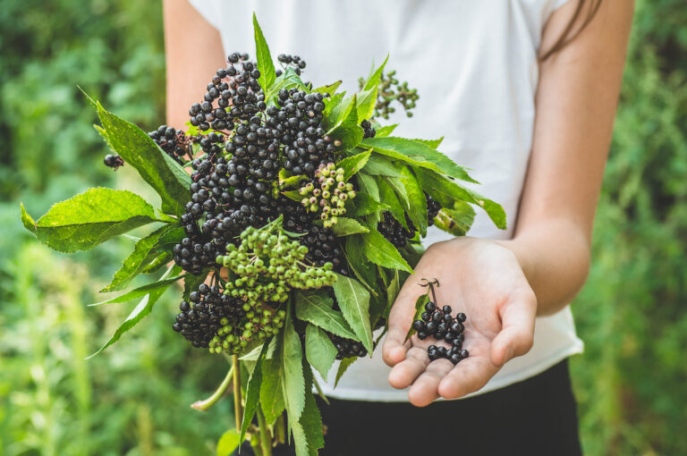 Elderberry Identification: A Step-by-Step Guide for Finding the Right ...