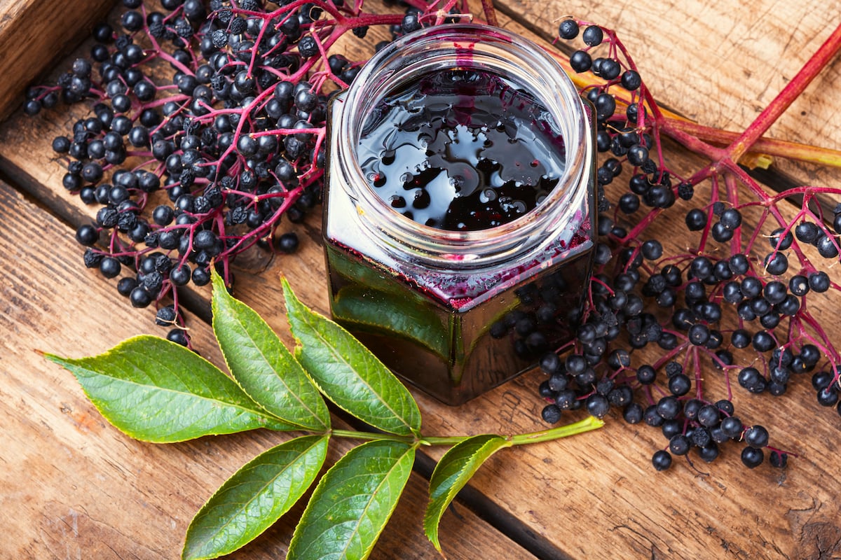 All About the Beautiful Adams Elderberry - Minneopa Orchards