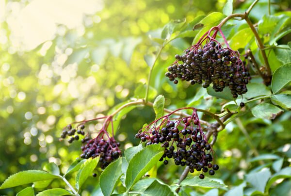 Elderberry Identification: A Step-by-Step Guide for Finding the Right ...