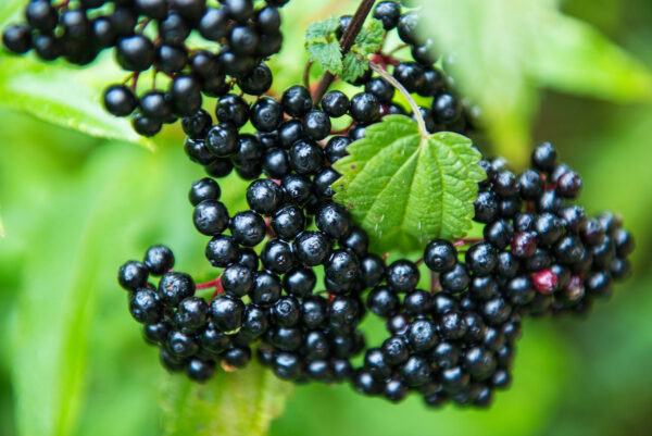 Elderberry Identification: A Step-by-Step Guide for Finding the Right ...