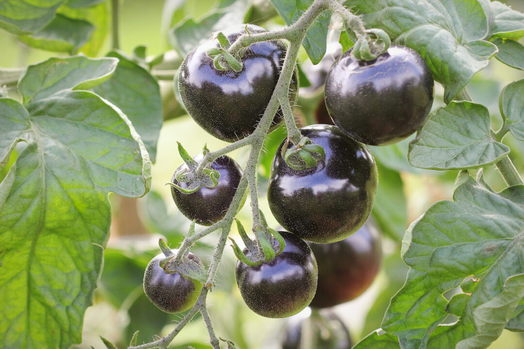 All About The Indigo Rose Tomato - Minneopa Orchards