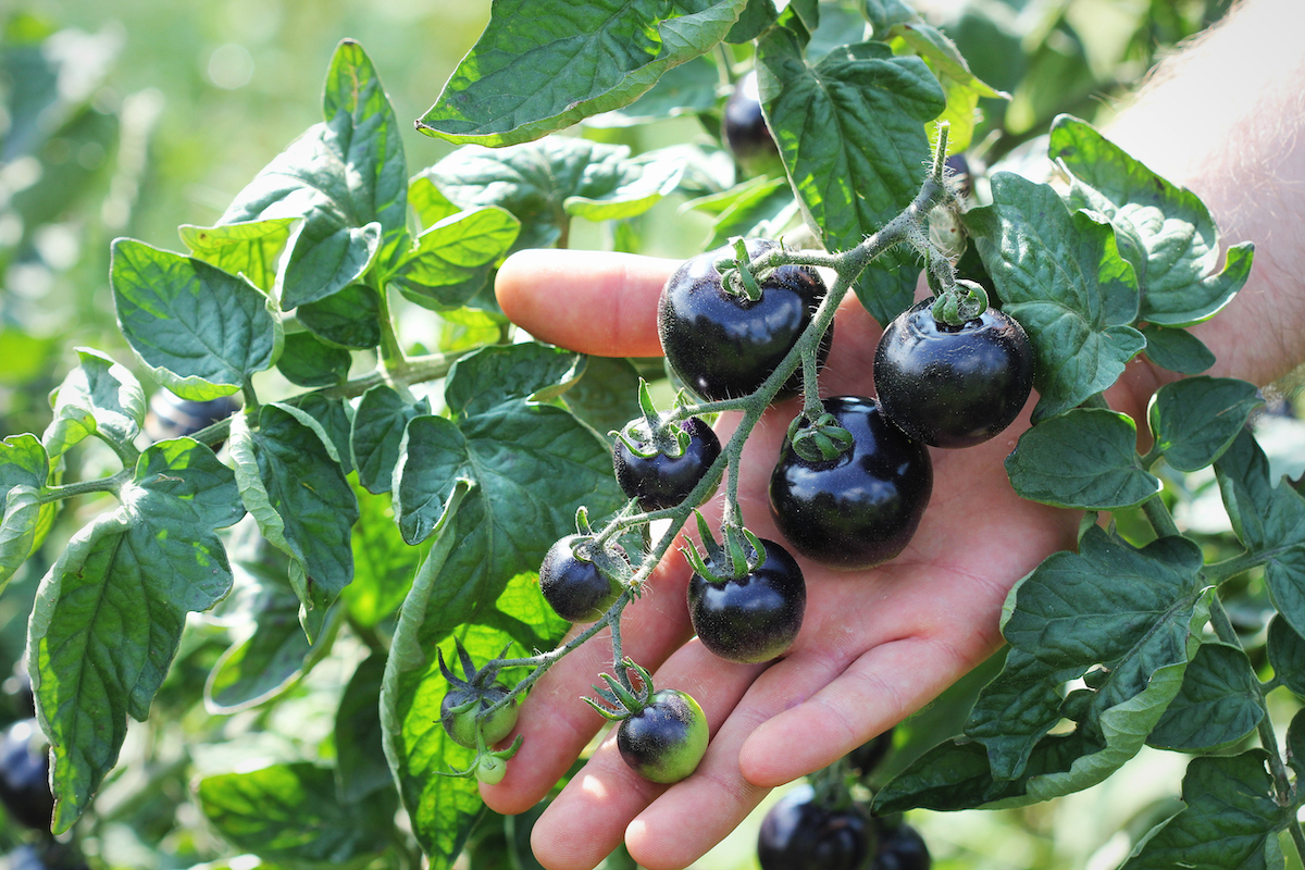All About The Indigo Rose Tomato - Minneopa Orchards