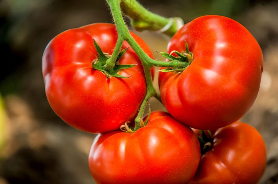 All About the Arkansas Traveler Tomato - Minneopa Orchards