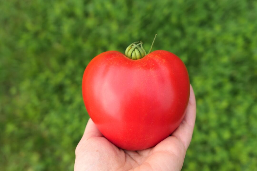 All About The Distinctive Oxheart Tomato - Minneopa Orchards