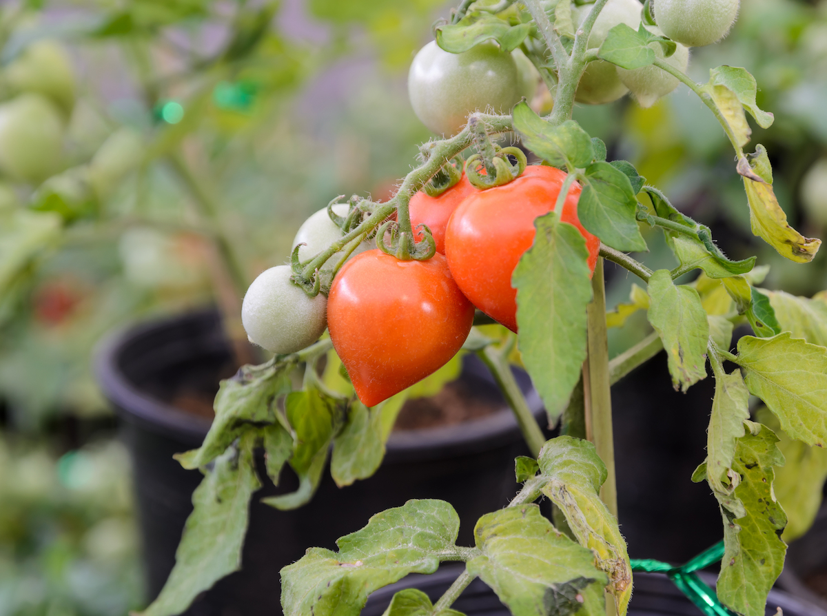 All About The Distinctive Oxheart Tomato - Minneopa Orchards
