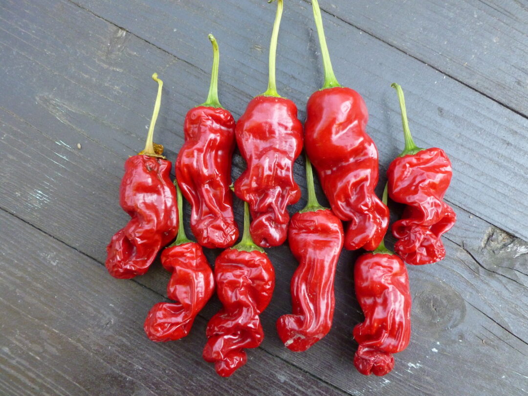 All About the Burning Peter Pepper - Minneopa Orchards