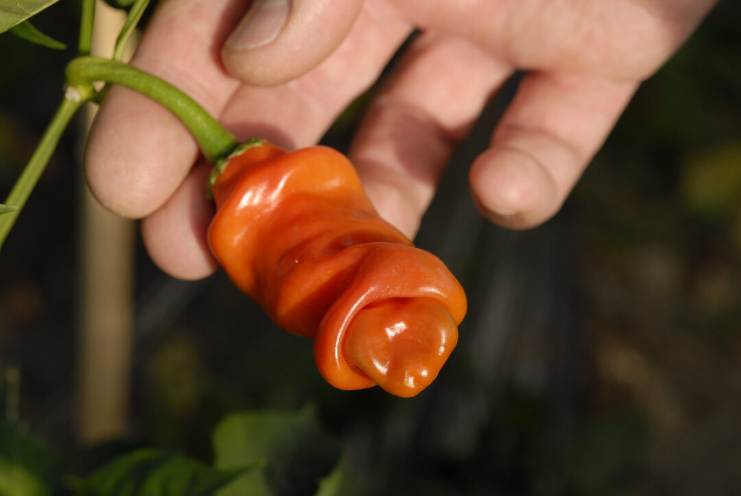 All About the Burning Peter Pepper - Minneopa Orchards