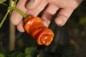All About the Burning Peter Pepper - Minneopa Orchards