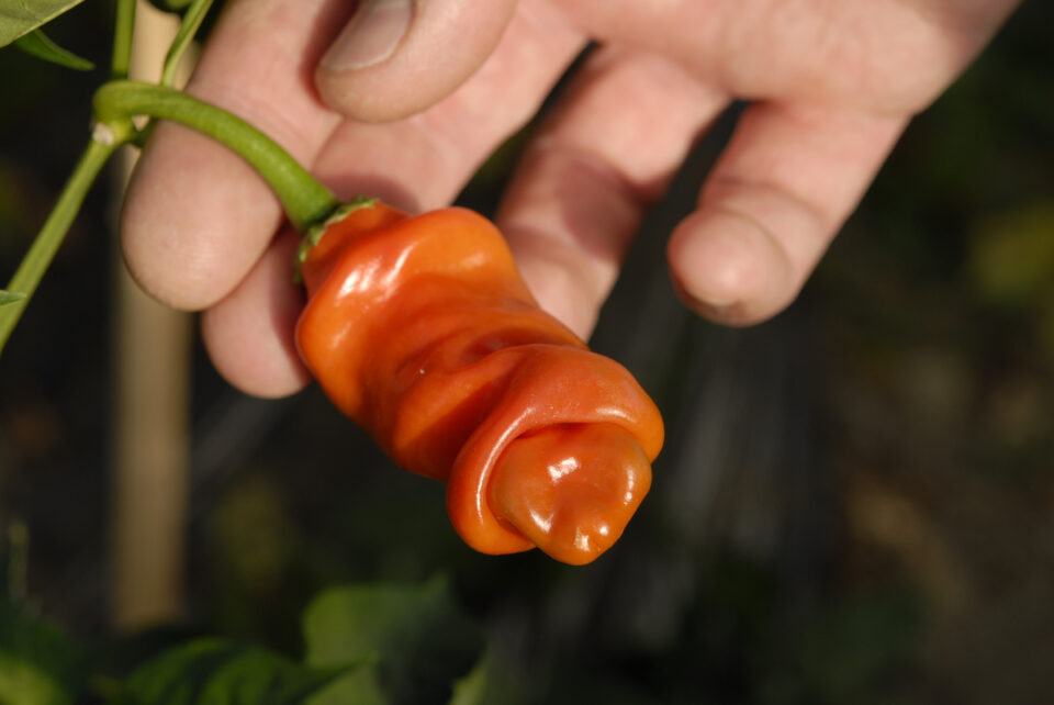 All About the Burning Peter Pepper - Minneopa Orchards